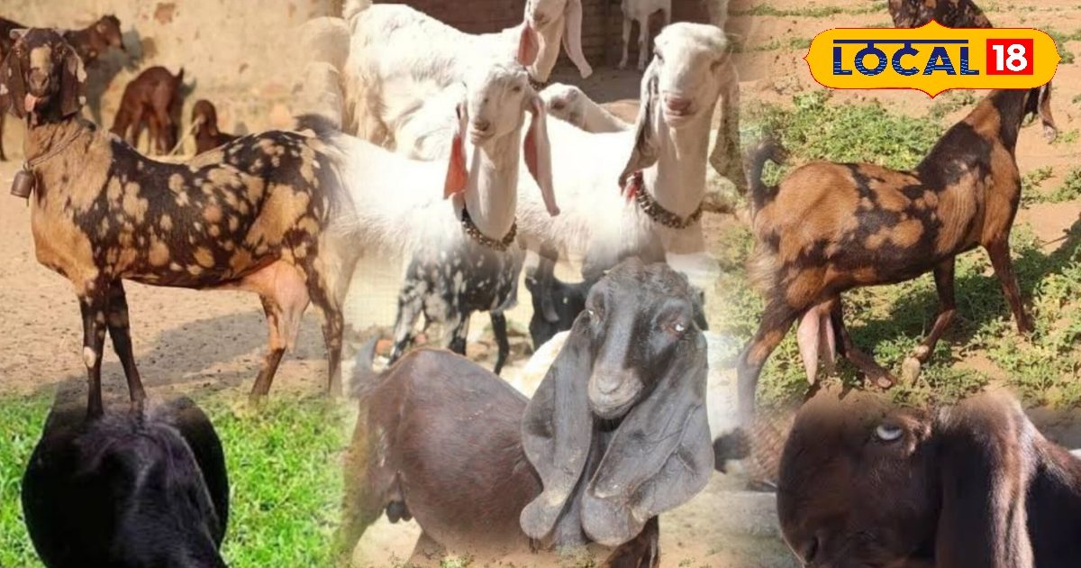 Goad Farming these five breeds give bumper profits along with Milk ...