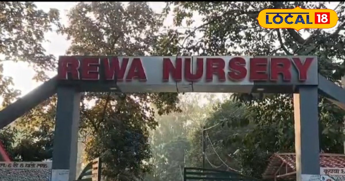 Forest Department: रीवा के जंगलों में पुनर्जीवित होंगे विलुप्त पेड़ ...