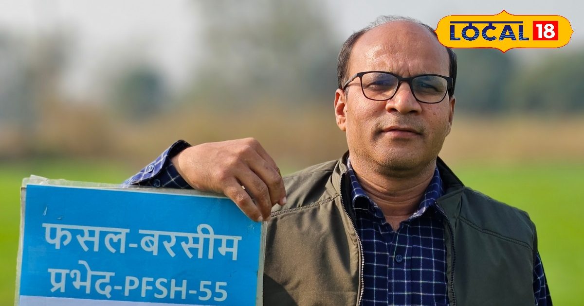 Barsim Grass: अब मवेशी पालने में नहीं कोई सिरदर्दी, यह घास अकेले पूरी ...