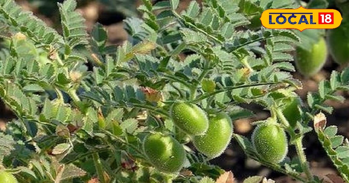 Agri Tips: चना की बुवाई में हो गई देरी..तो इस विधि से करें खेती, 100 दिन में फसल होगी तैयार ...