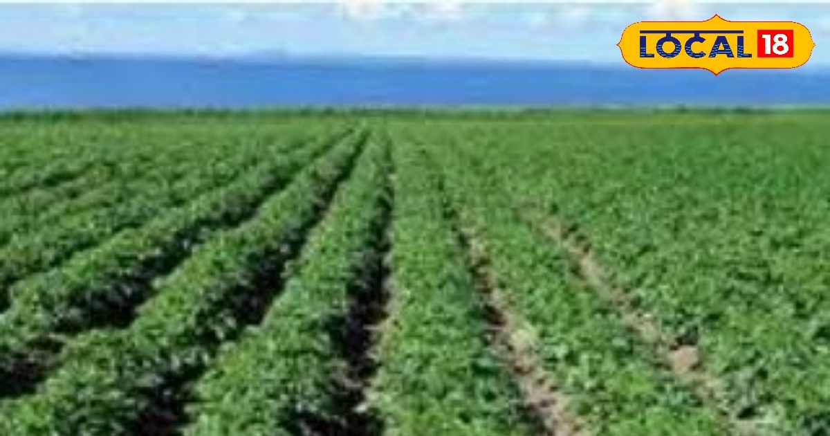 Agri Tips: आलू के साथ उगा लें ये सब्जी, एक खेत से एक समय में होगा डबल मुनाफा, लागत होगी कम ...