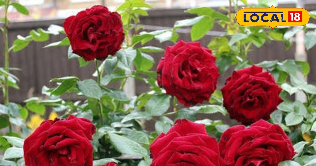 गुलाब के पौधे की जड़ में डालें एक चम्मच ये सफेद पाउडर, फूलों से लद ...