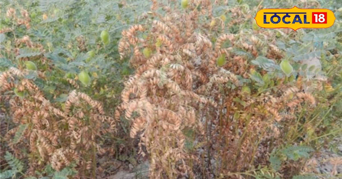 Rot and collar rot diseases can damage gram crop Protect with herbs ...