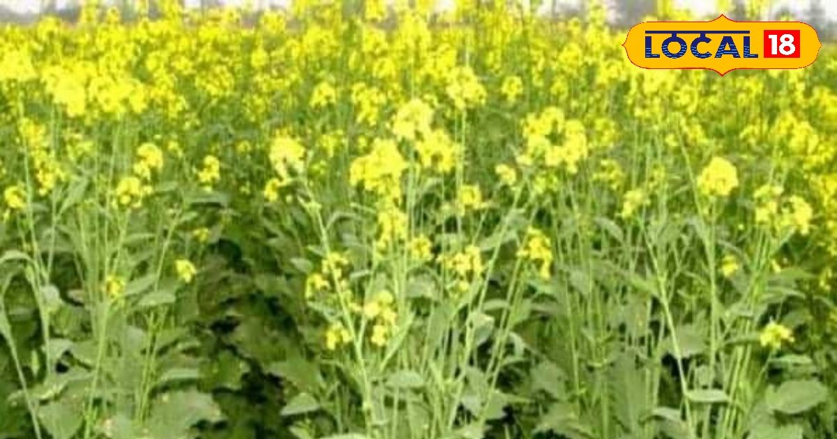 Mustard Cultivation Tips Use disease free certified seeds along with ...