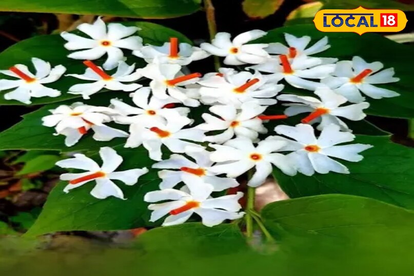 Harshringar Flower Tea Benefits: भगवान शिव के मनपसंद फूलों से बनती है ...