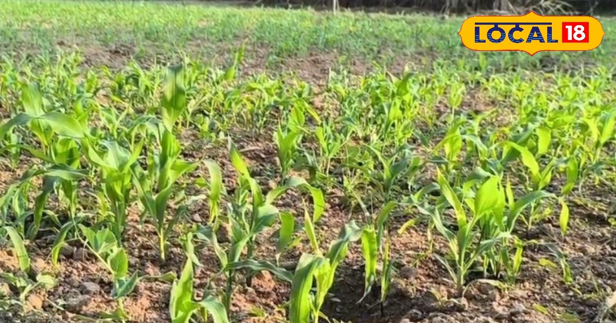 Baby corn cultivation started in Pirpainti ofBhagalpur crop ready in ...