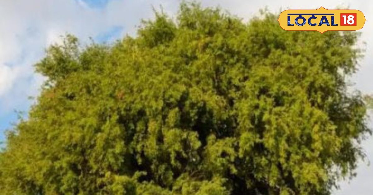 यह है राजस्थान का राज्य पेड़, औषधीय गुणों से भरपूर, इस पर भगवान शिव का ...