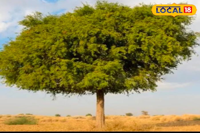 यह है राजस्थान का राज्य पेड़, औषधीय गुणों से भरपूर, इस पर भगवान शिव का ...