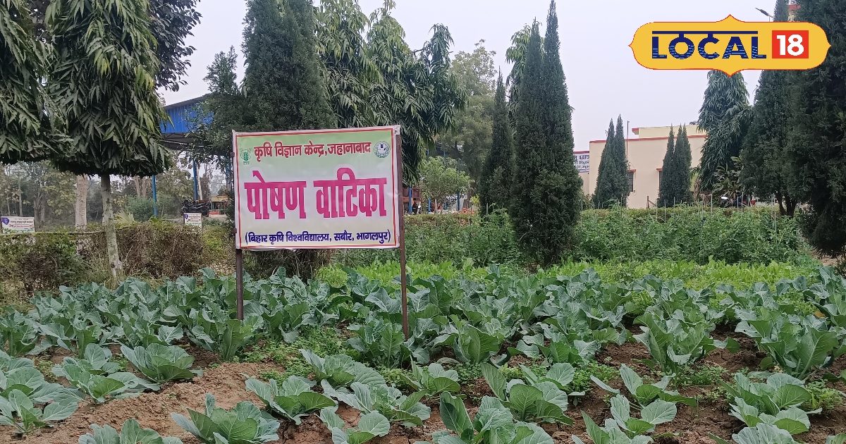 Bihar nutrition garden scheme cultivate 10 types of vegetables in a ...