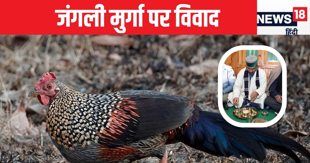 Himachal Jungli Murga Issue: हिमाचल प्रदेश के CM सुक्खू के डिनर ...