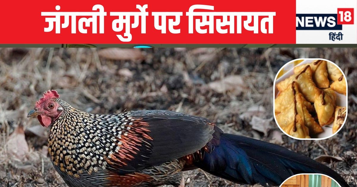 Himachal Jungli Murga Issue: समोसे के बाद अब क्या है जंगली मुर्गा कांड ...