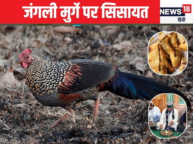 Himachal Jungli Murga Issue: समोसे के बाद अब क्या है जंगली मुर्गा कांड ...