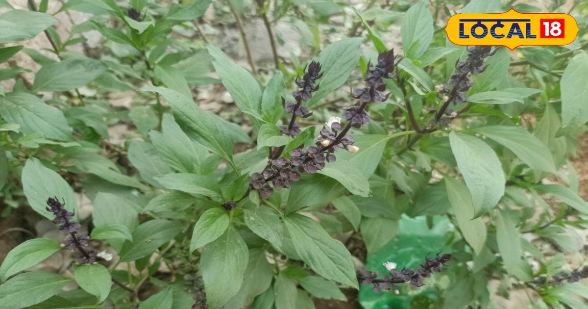 Snake Enemy Plant: सांपों का दुश्मन है ये पौधा, घर के दरवाजे पर लगा दें ...