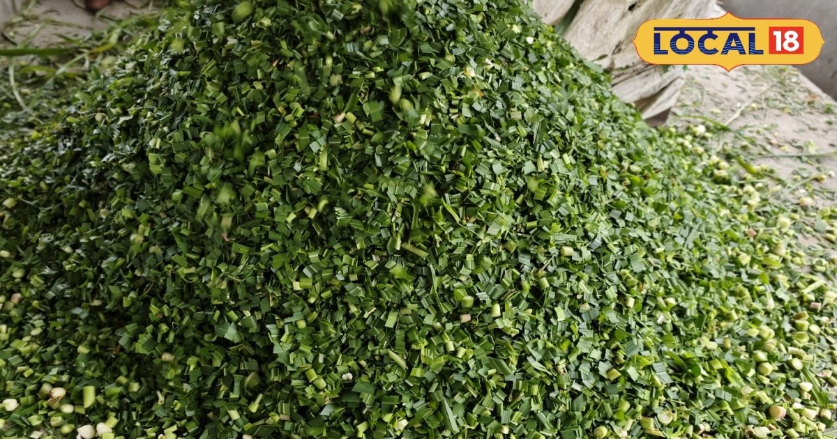 Barsim Grass: सबसे अधिक प्रोटीन और कैल्शियम वाली घास है बरसीम, नहीं ...