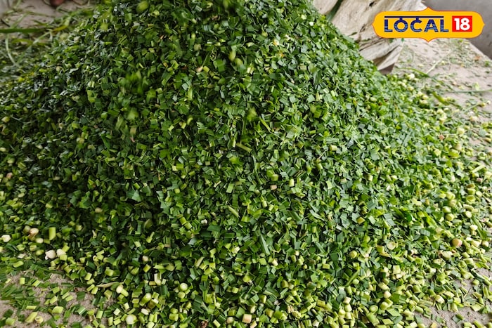 Barsim Grass: सबसे अधिक प्रोटीन और कैल्शियम वाली घास है बरसीम, नहीं ...