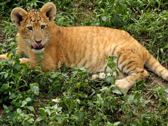 Jungle news: जंगल में देखने को नहीं मिलेंगे लाइगर, क्या आप जानते हैं ...