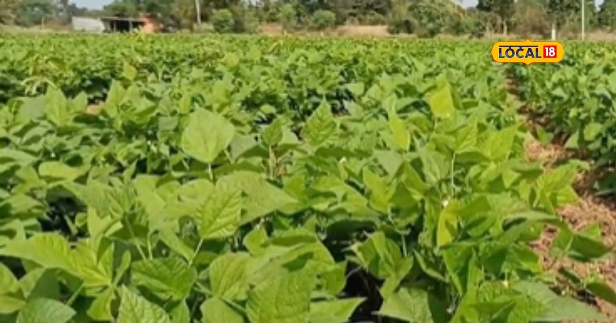 rajma farming success story vilas jadhav beed profits sa - News18 हिंदी
