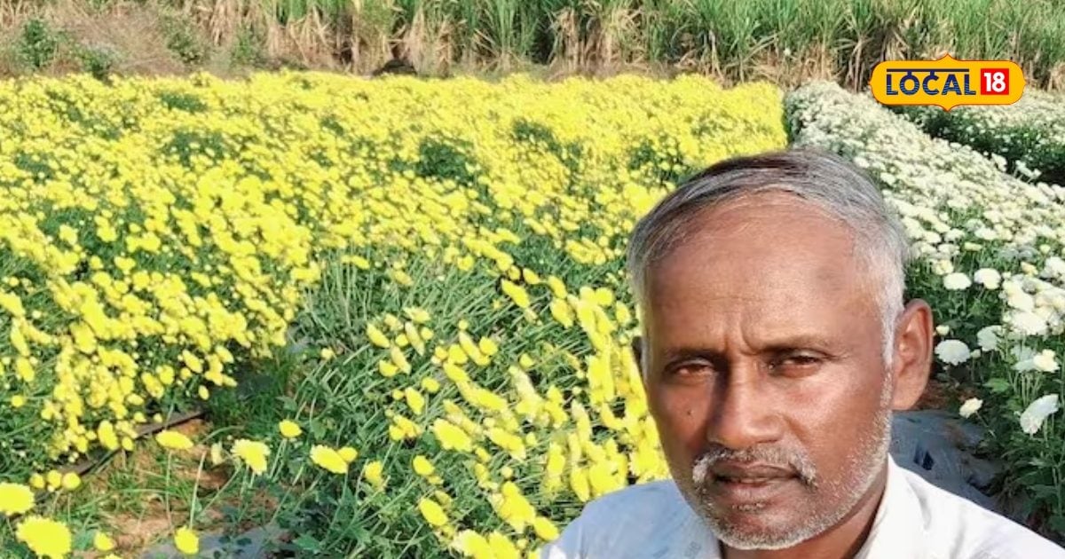 Shevanti chrysanthemum flowers farming success story sa - News18 हिंदी