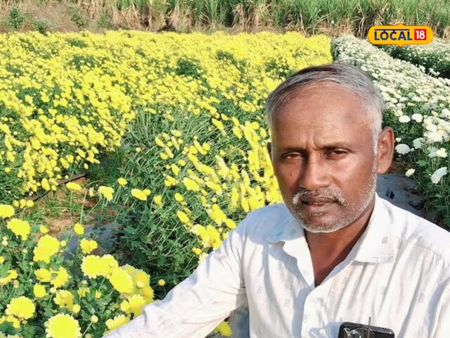 Shevanti chrysanthemum flowers farming success story sa - News18 हिंदी