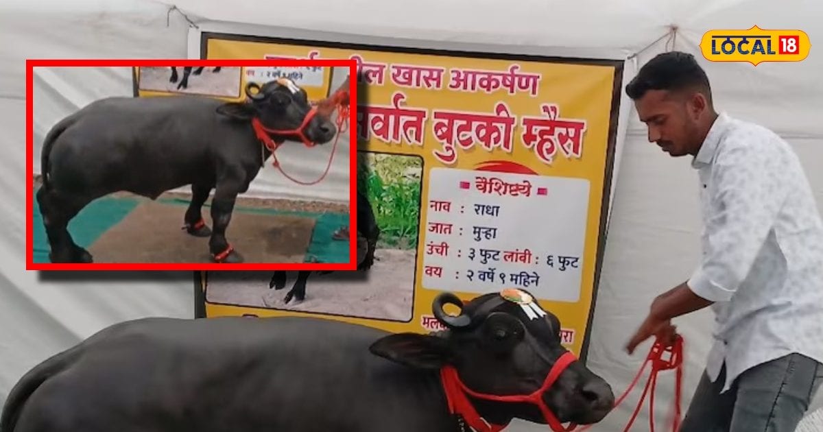 unique radha murrah buffalo attracts crowd at solapur exhibition sa ...