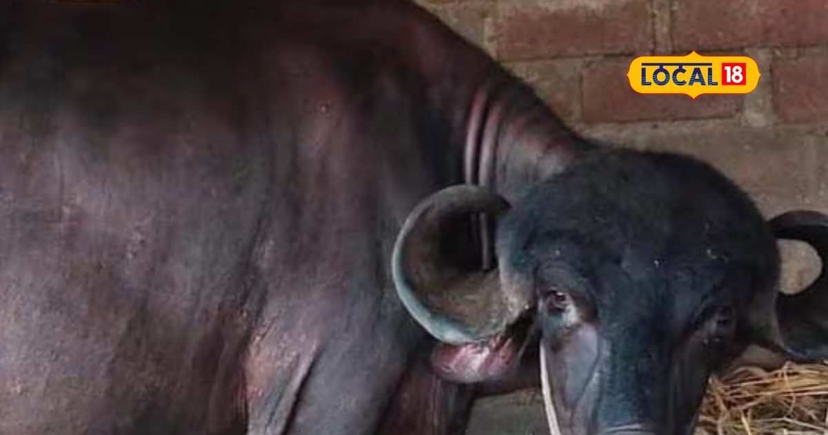 how to handle cow and buffalo infertility health tips for breeders sa ...