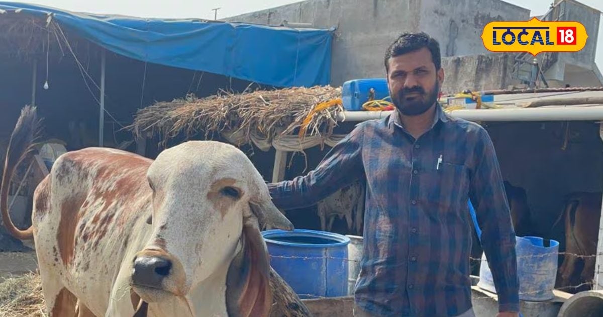 gir cow mohan nandini special characteristics and milk benefits sa ...