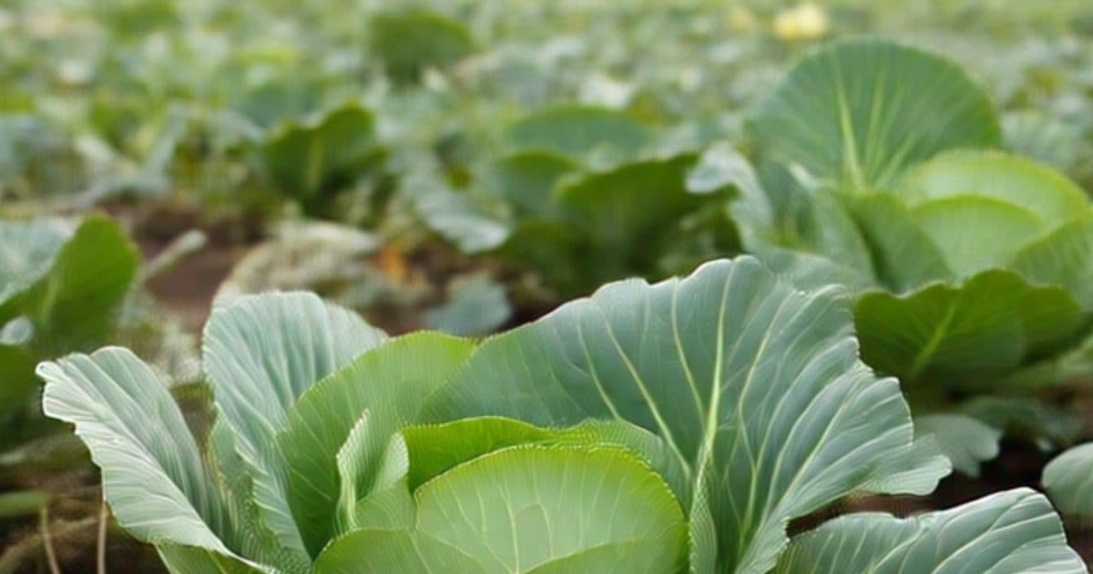 cabbage farming Success story huge earnings through modern methods sa ...