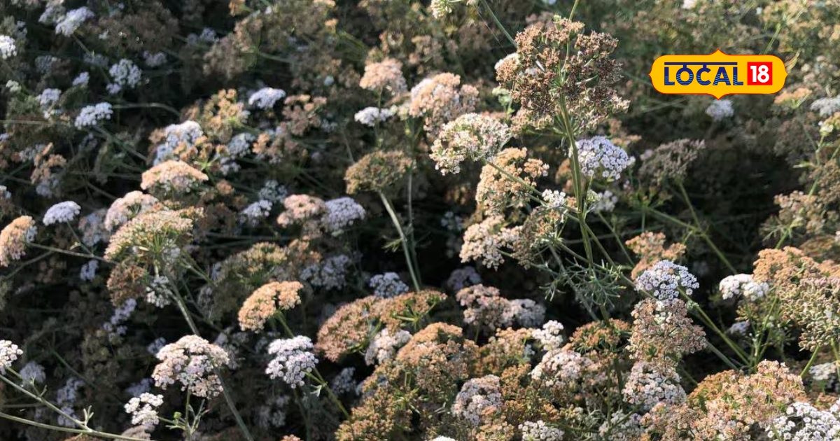 coriander farming harvest tips ajwain cultivation guide sa - News18 हिंदी