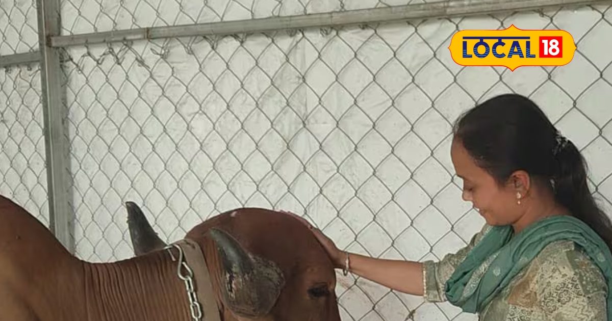 amreli female entrepreneur making dairy products selling gow dung items sa - News18 हिंदी