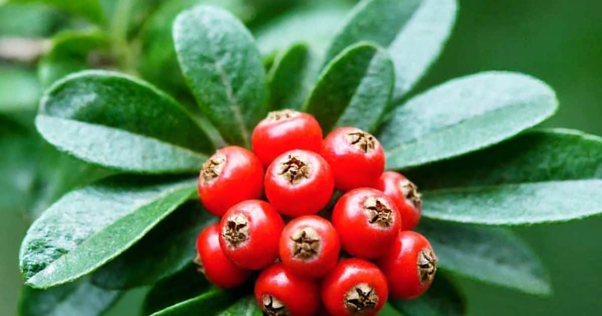 benefits of ghingaru fruit pahadi apple for heart diabetes digestion sa ...