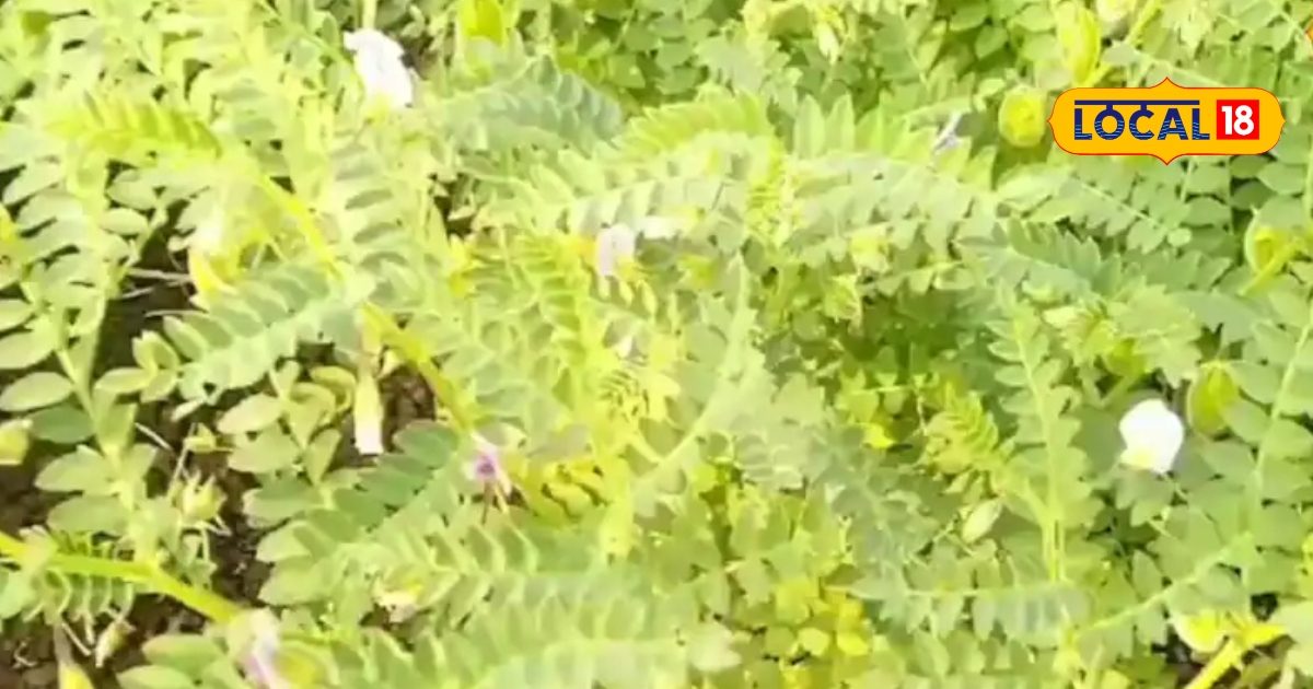 chana farming crop pest control tips scientist advice for farmers sa ...