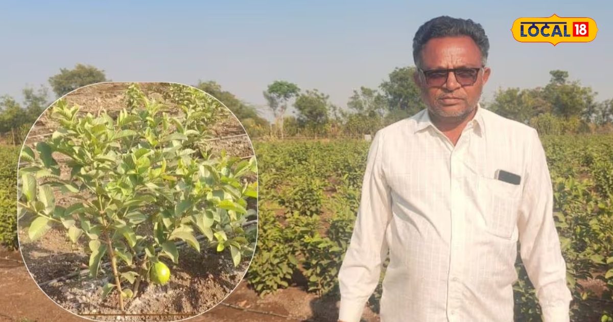 high density guava farming method success story organic cultivation ...