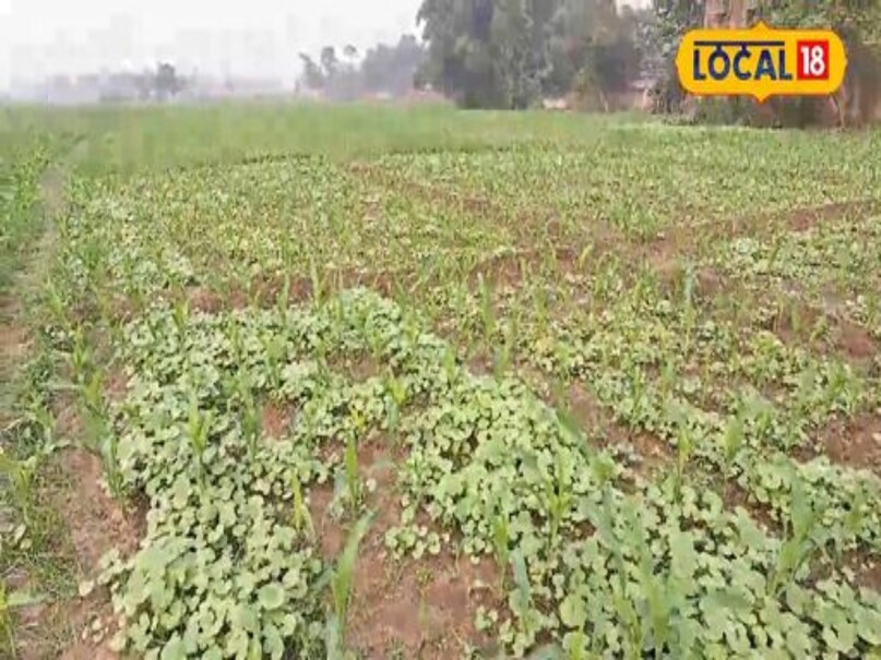 how to Corn Crop cultivation Maize Farming Guide Makka Ki Kheti ...