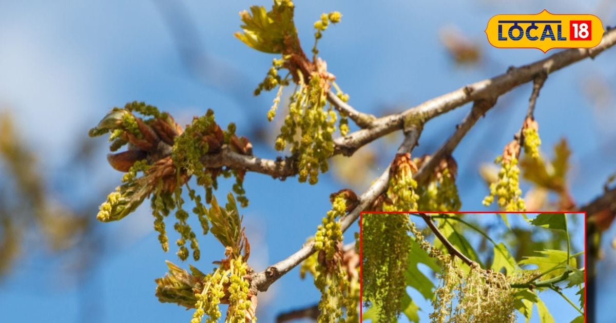 What is pollen coming out of cedar trees harmful for people with allergies
