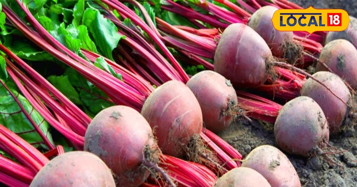 how to cultivation of beetroot farming profit Tuber crop - News18 हिंदी