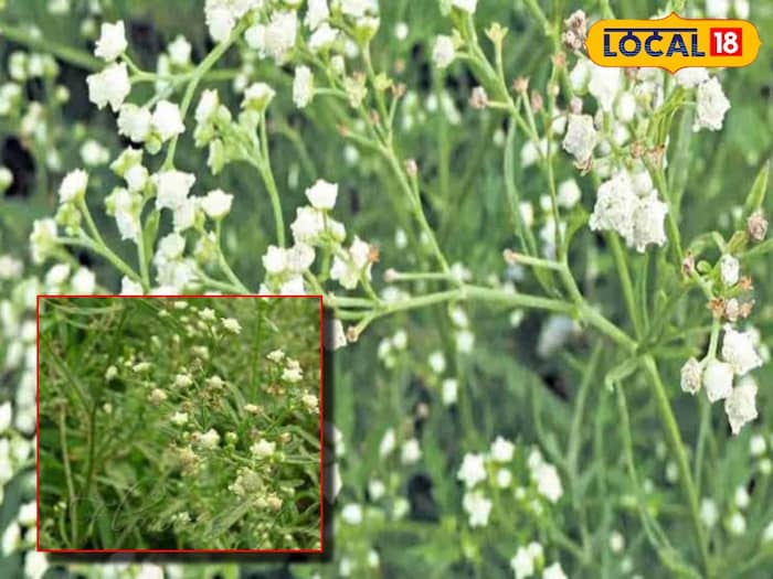 what-is-called gajar-ghas-remove-as-noxious-weed-harmful-for-crops ...