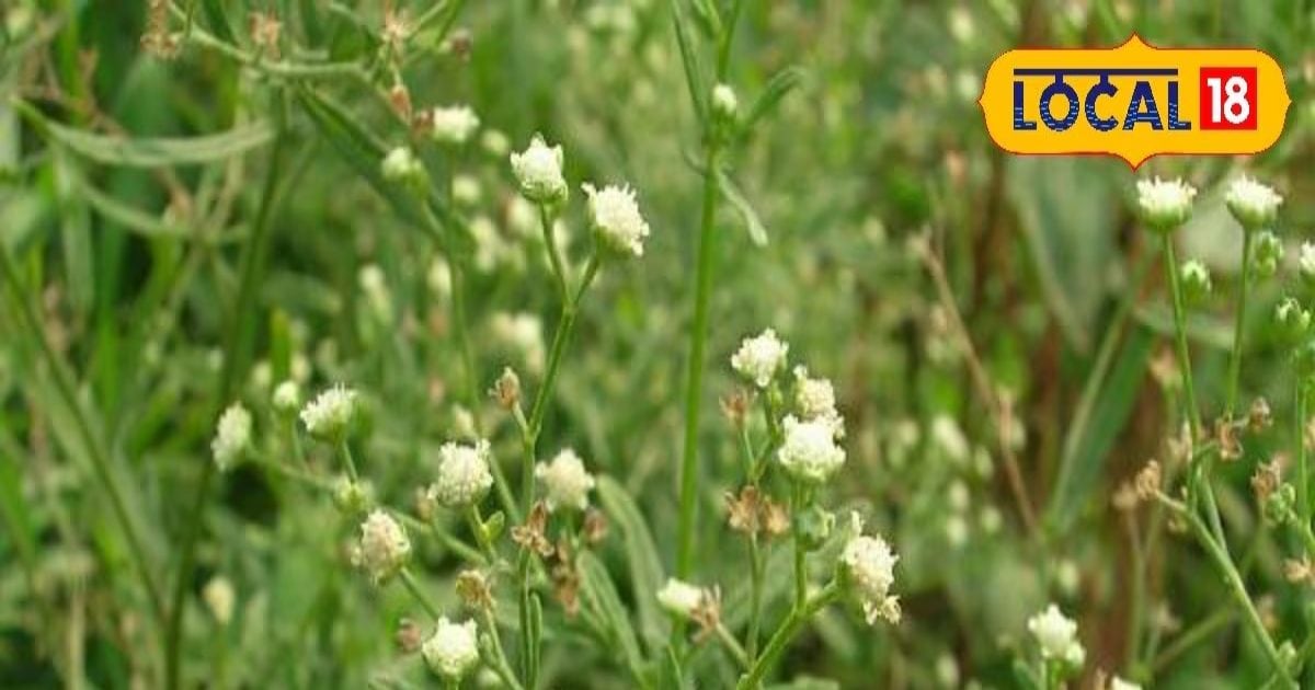 what-is-called gajar-ghas-remove-as-noxious-weed-harmful-for-crops ...