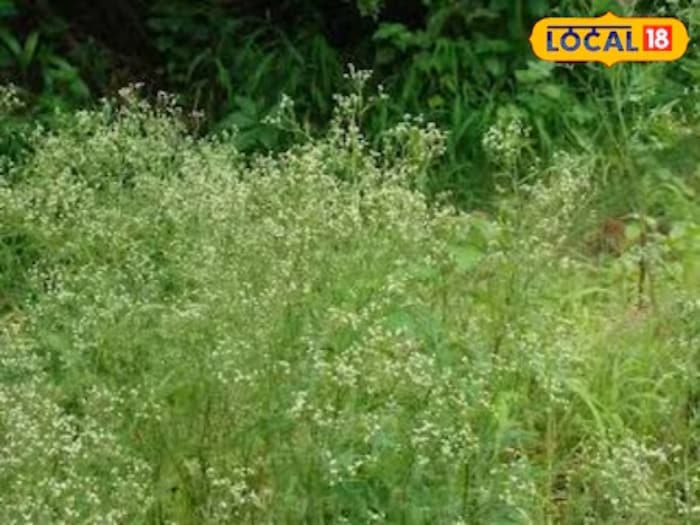 what-is-called gajar-ghas-remove-as-noxious-weed-harmful-for-crops ...