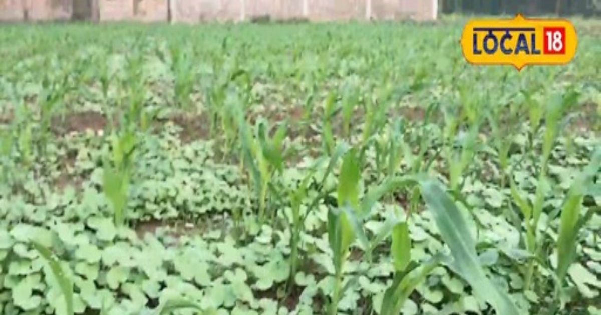 how to Corn Crop cultivation Maize Farming Guide Makka Ki Kheti ...