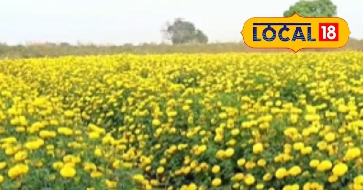 marigold farming tips care soil preparation profit boost flower ...