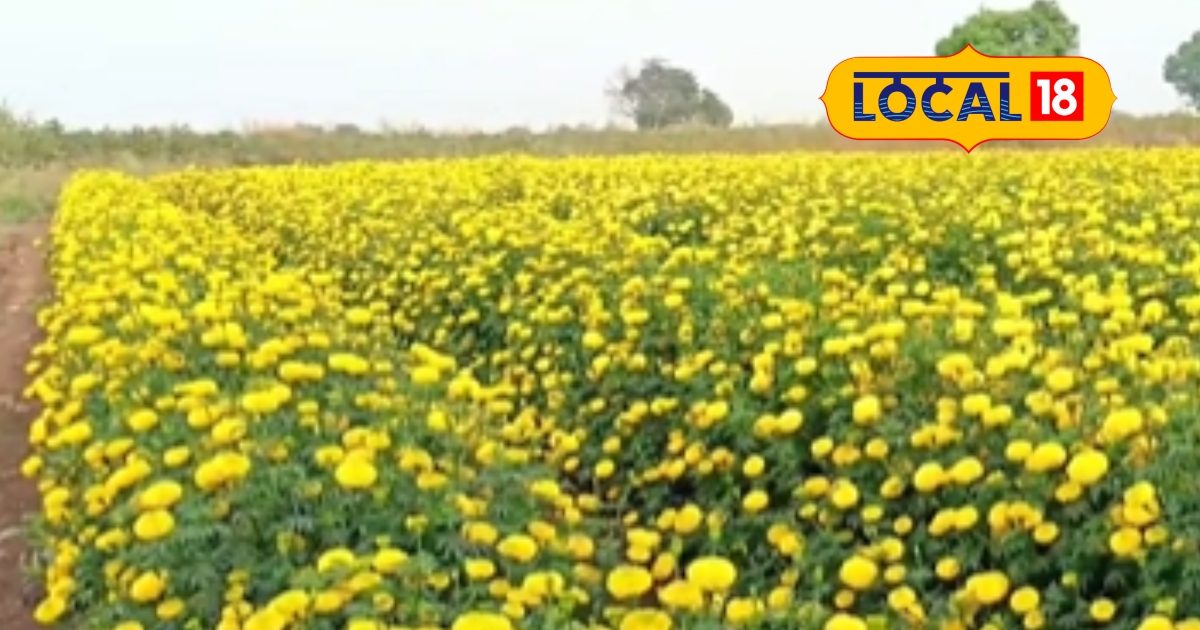 marigold farming in-beed increase income success story sa - News18 हिंदी