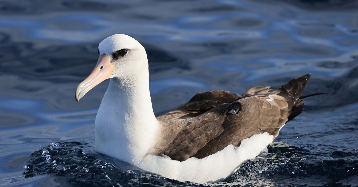 दुनिया की सबसे बूढ़ी जंगली चिड़िया बनी मां, 74 साल की उम्र में दिया ...