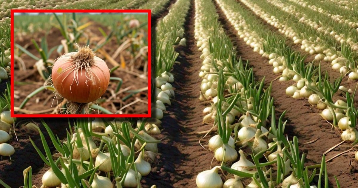 onion cultivation success story tips innovative method sa - News18 हिंदी