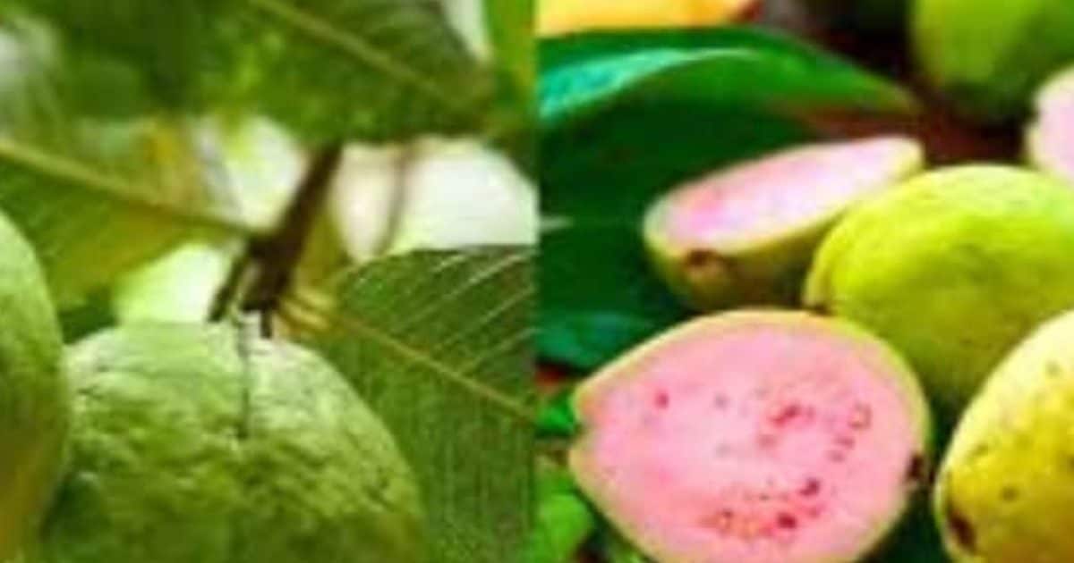 pink guava vs white guava which is better for body and taste sa ...