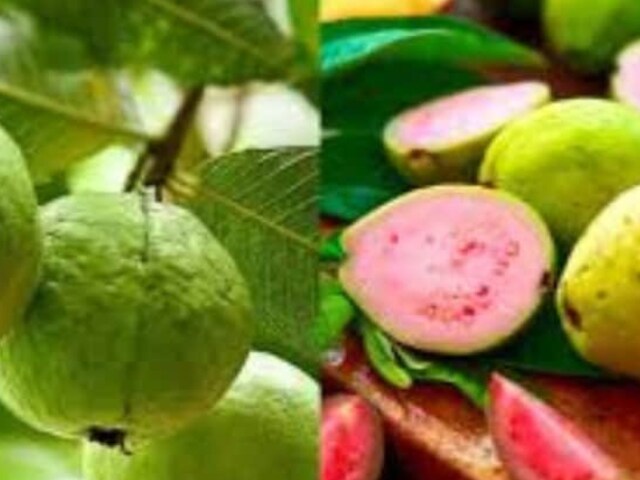 pink guava vs white guava which is better for body and taste sa ...