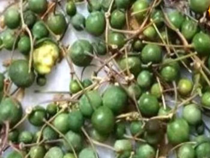 Health benefits of Ker fruit Sangri used for Ayurvedic treatment sa ...