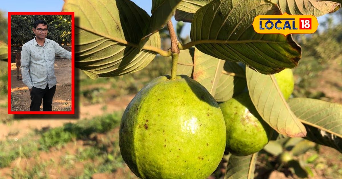 taiwan pink guava organic farming success story profit sa - News18 हिंदी
