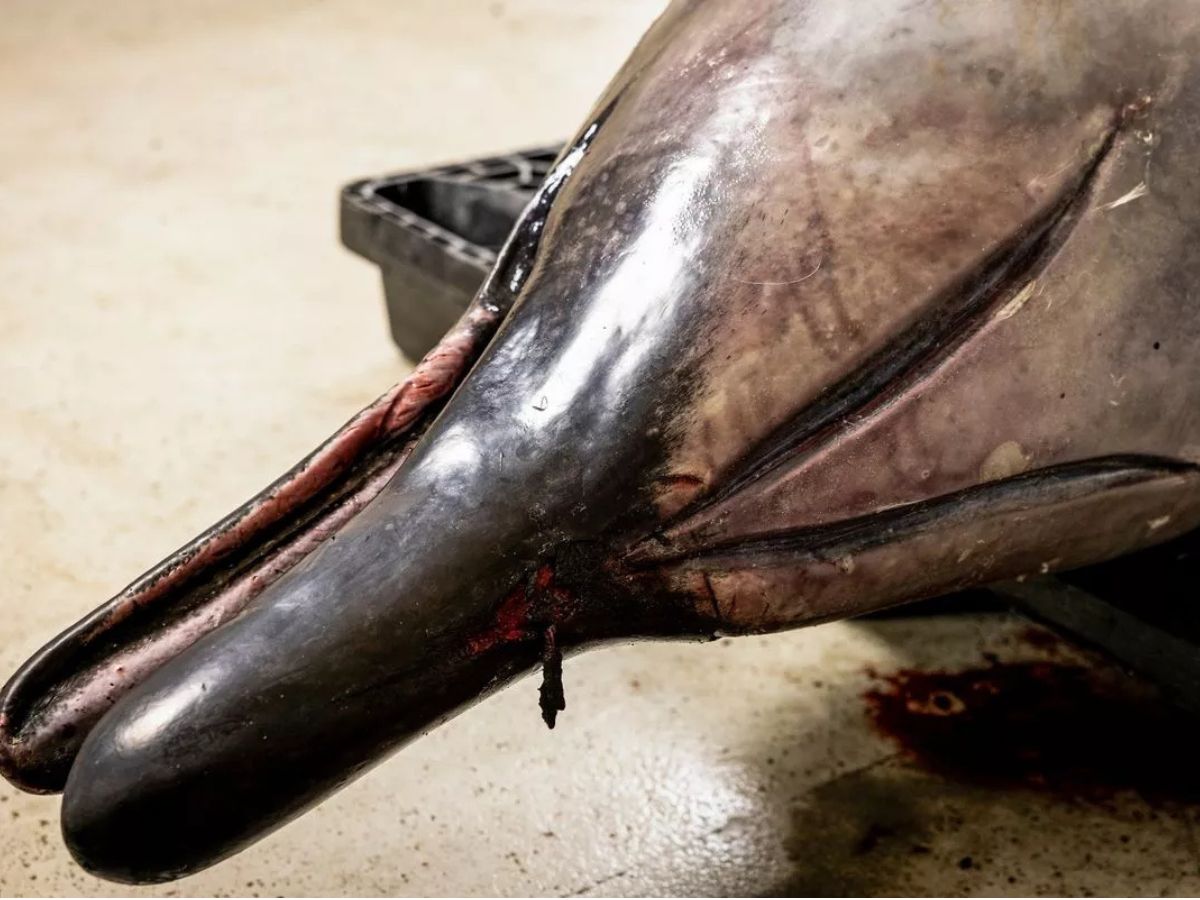 वैज्ञानिकों को मिली दुनिया की सबसे दुर्लभ व्हेल, काटकर देखा तो उड़े होश ...