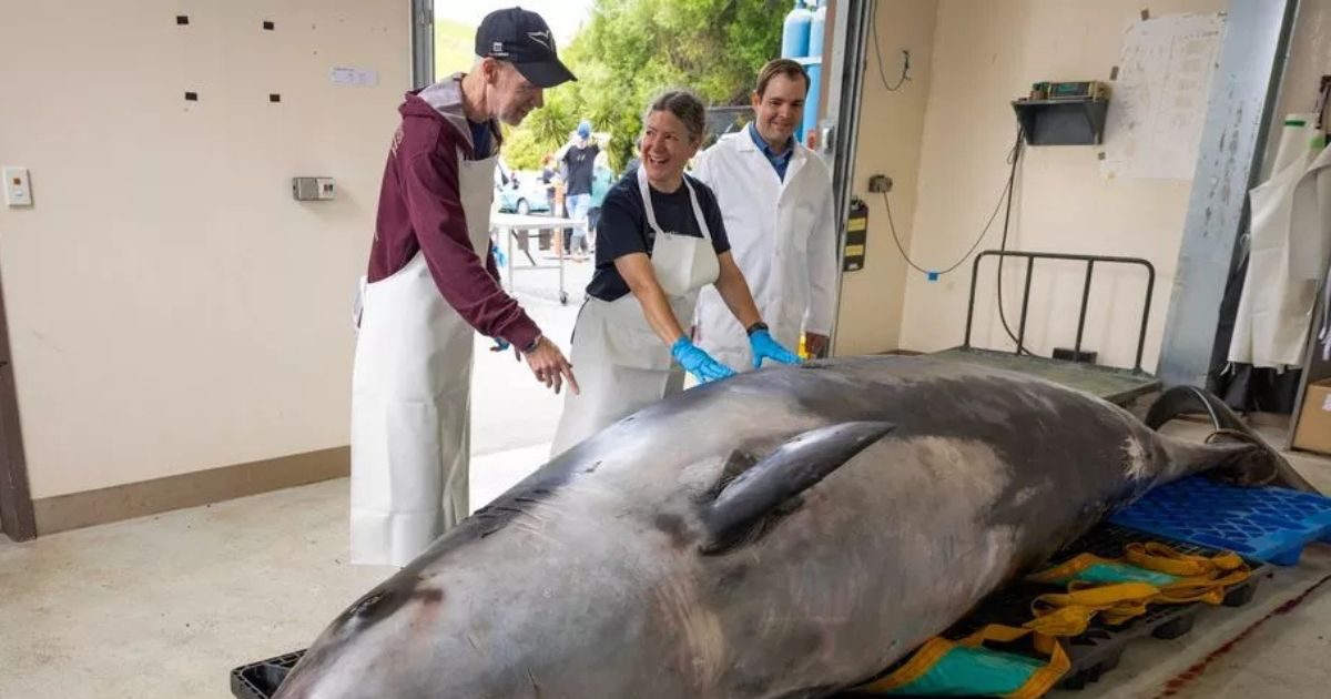 वैज्ञानिकों को मिली दुनिया की सबसे दुर्लभ व्हेल, काटकर देखा तो उड़े होश ...
