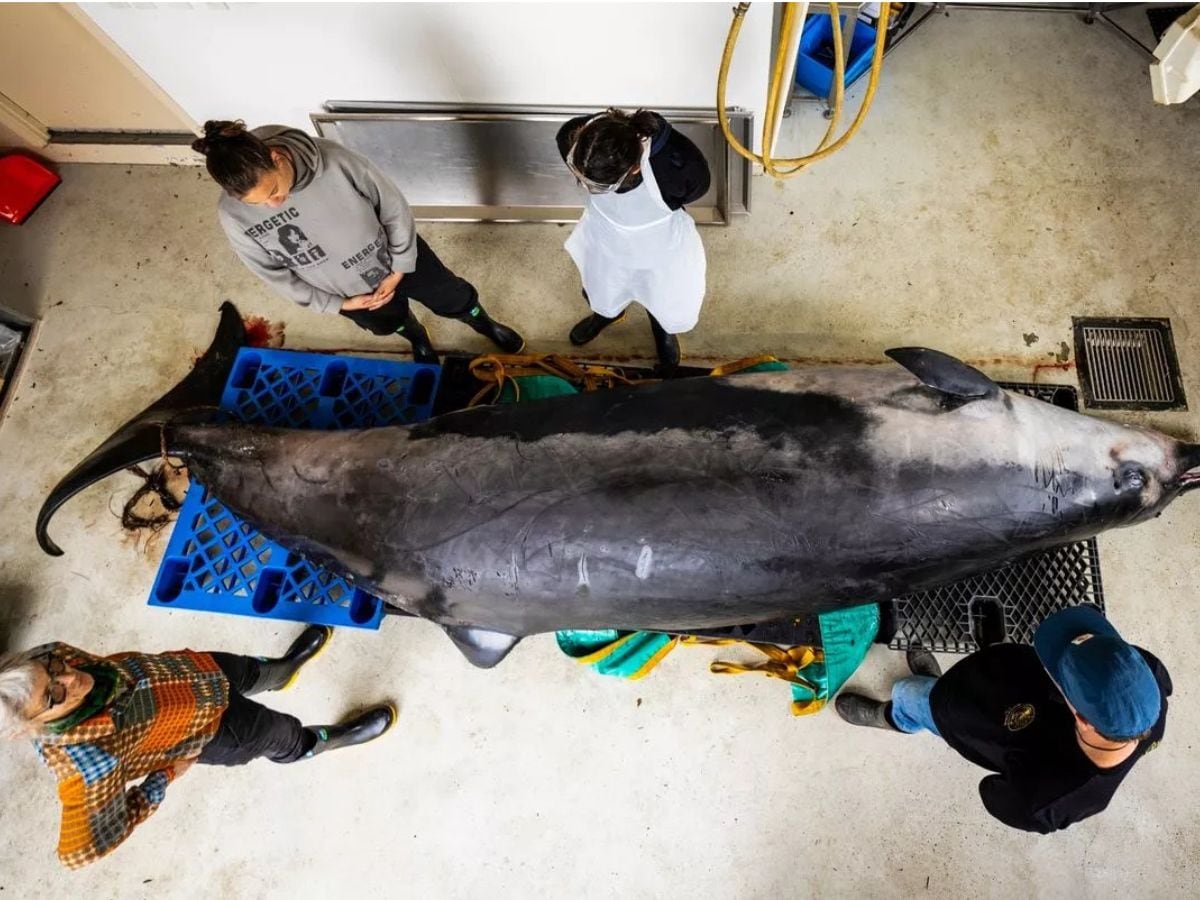 वैज्ञानिकों को मिली दुनिया की सबसे दुर्लभ व्हेल, काटकर देखा तो उड़े होश ...